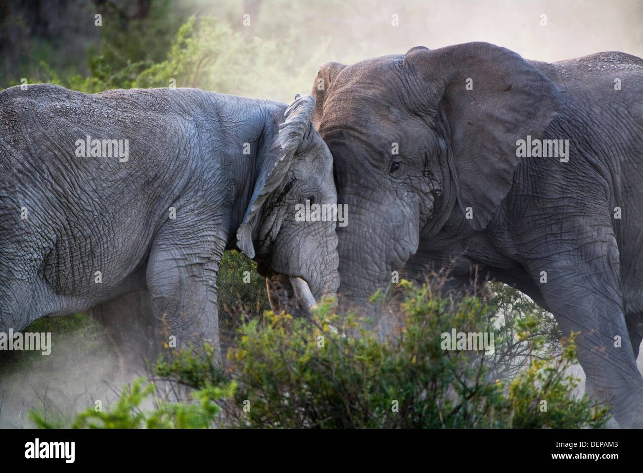 Elephant bull in musth hi-res stock photography and images - Alamy