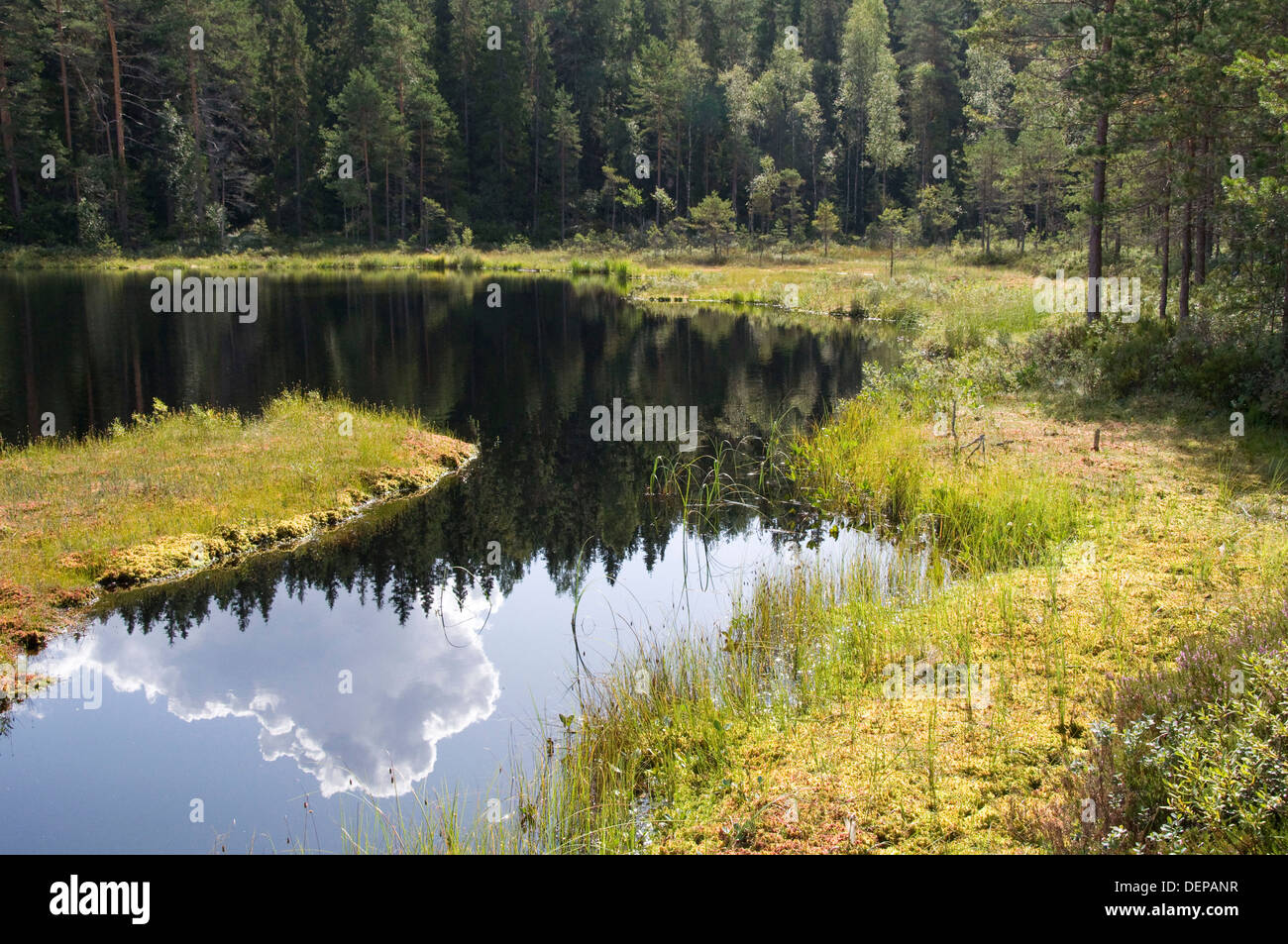 A nature picture from sweden Stock Photo - Alamy