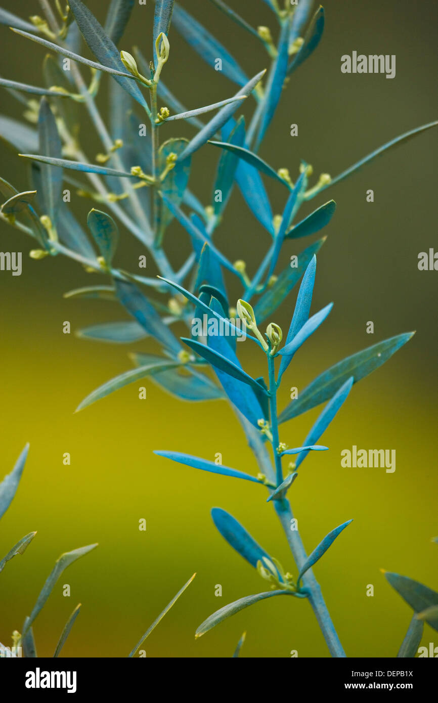 Olive tree (Olea europaea), Cabañeros National Park, Ciudad Real ...