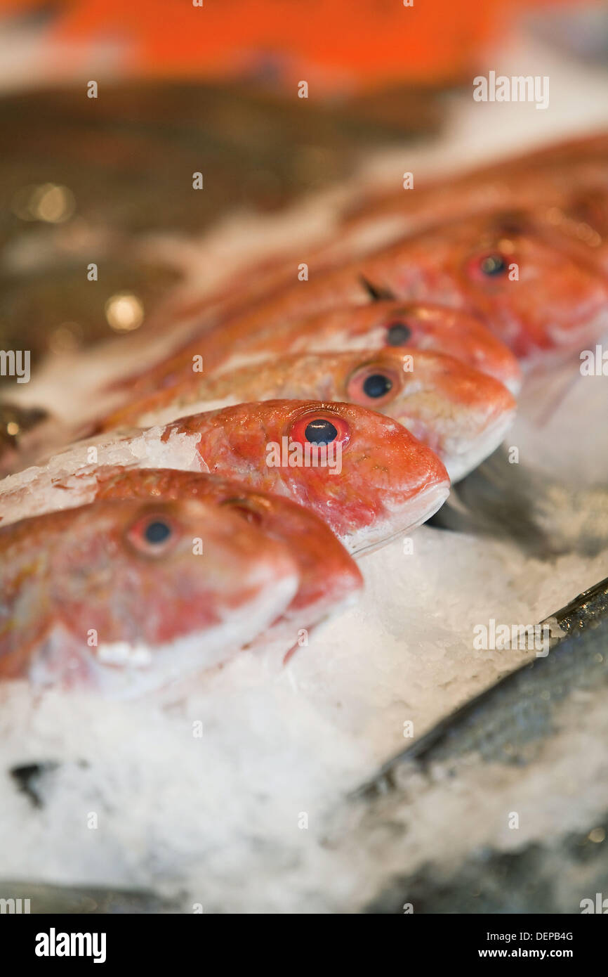 Fresh striped red mullet hi-res stock photography and images - Alamy