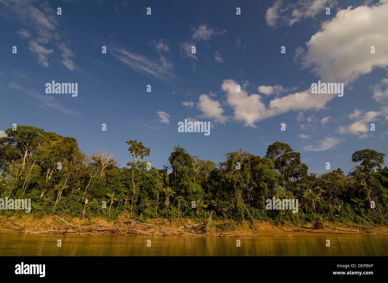Rainforest, Manu National Park, Peru Stock Photo - Alamy