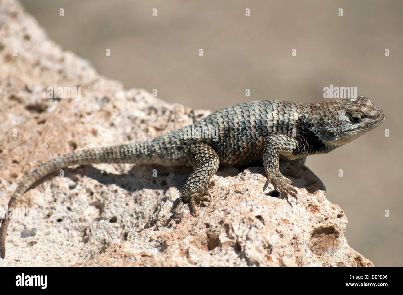 Yellow backed spiny lizard or desert spiny lizard hi-res stock ...