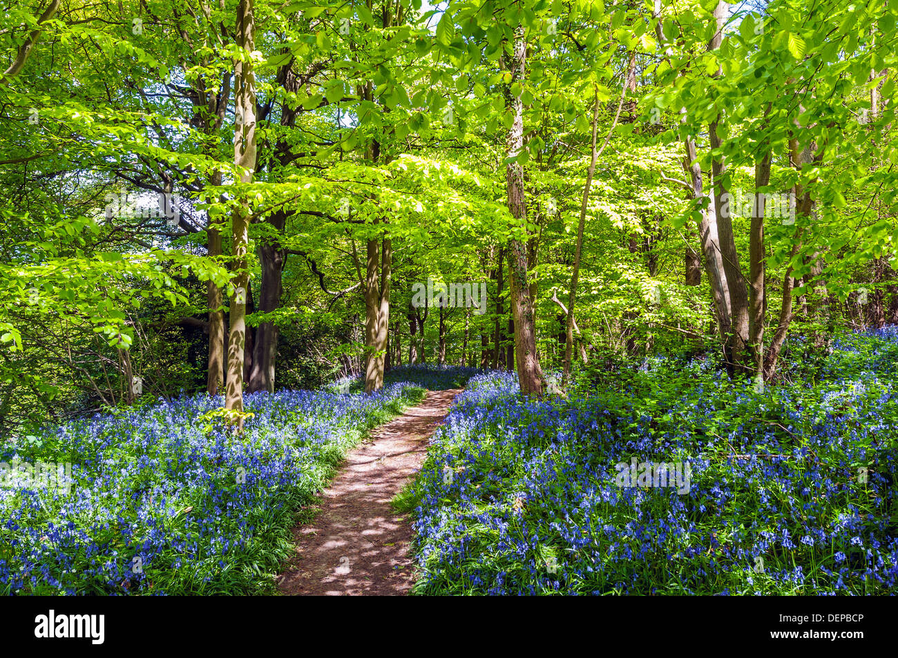 mariners hill Westerham Kent England UK Europe bluebell bluebells ...