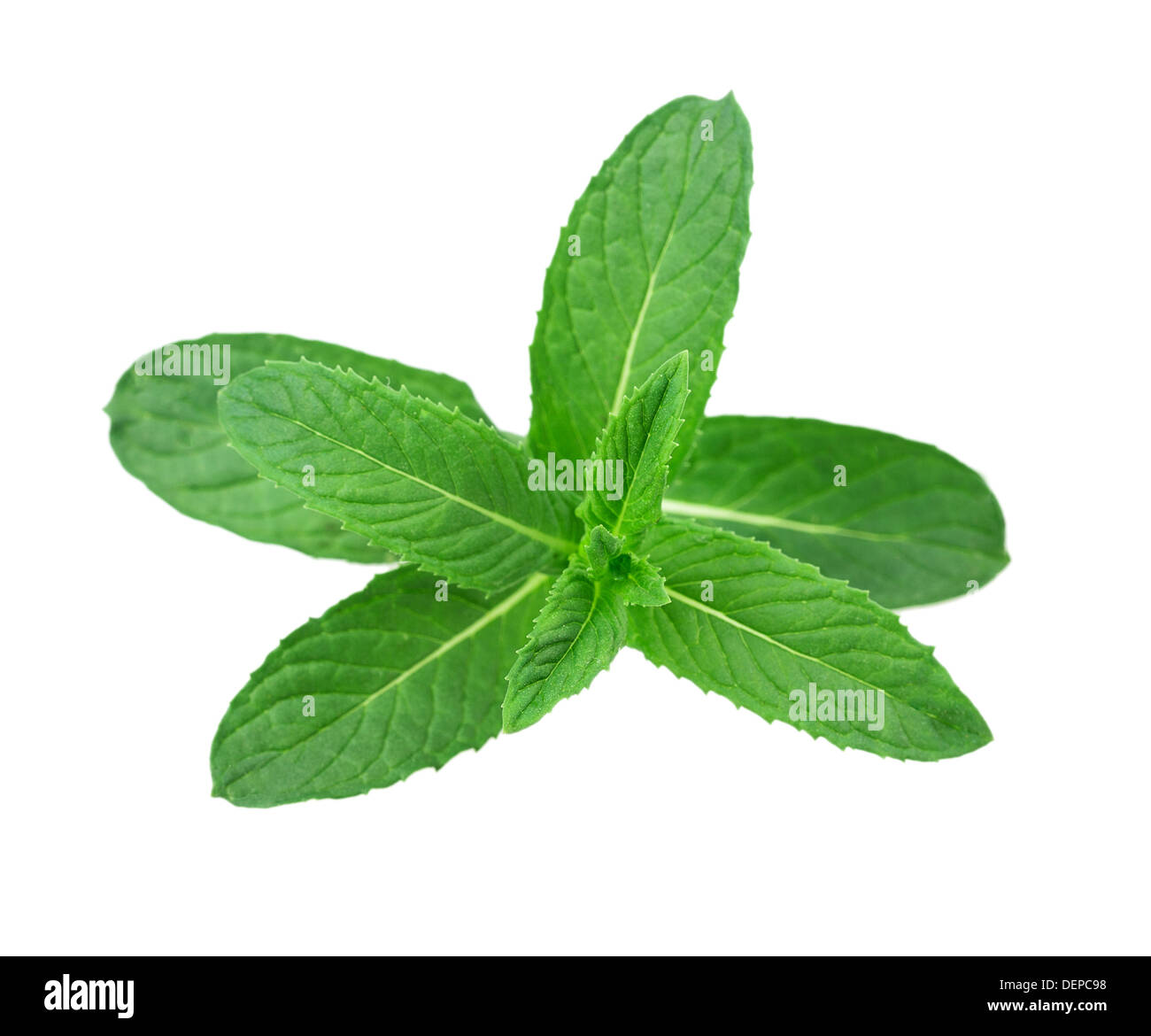 lemon balm, mint isolated on white background Stock Photo - Alamy