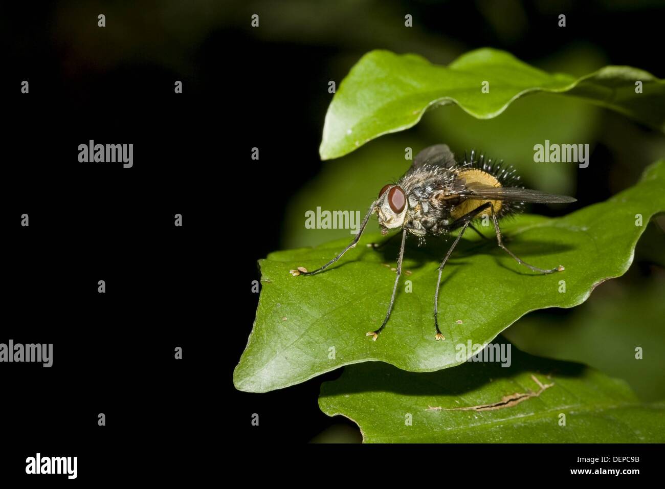 Tachinidae Postscutellum