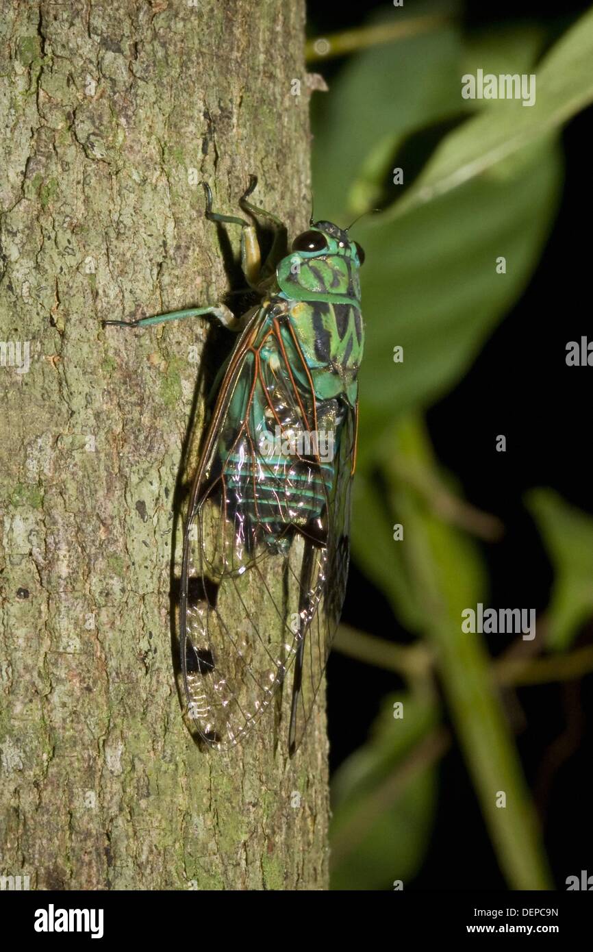 Family cicadidae hi-res stock photography and images - Alamy