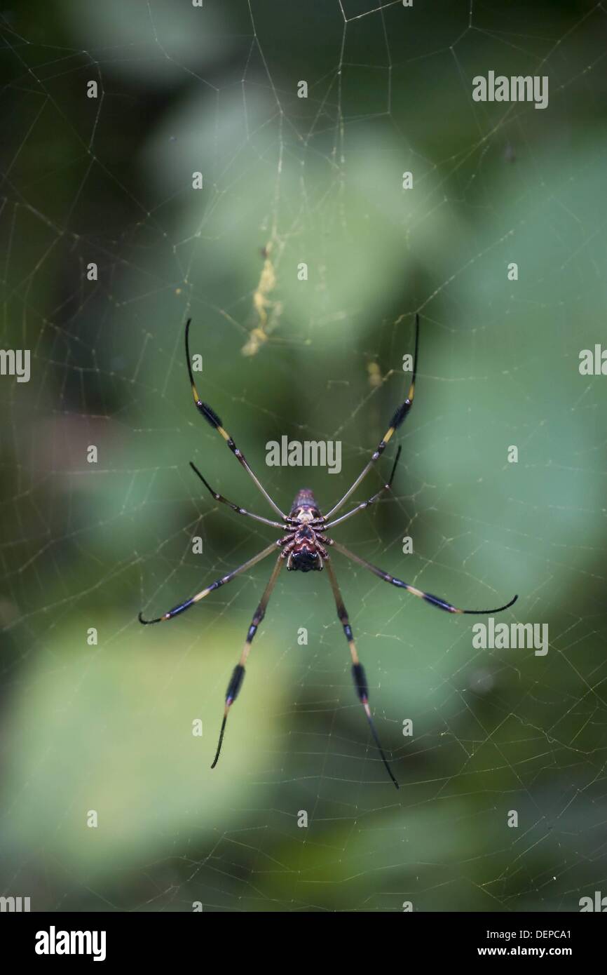 Costa rican rainforest spider hi-res stock photography and images - Alamy