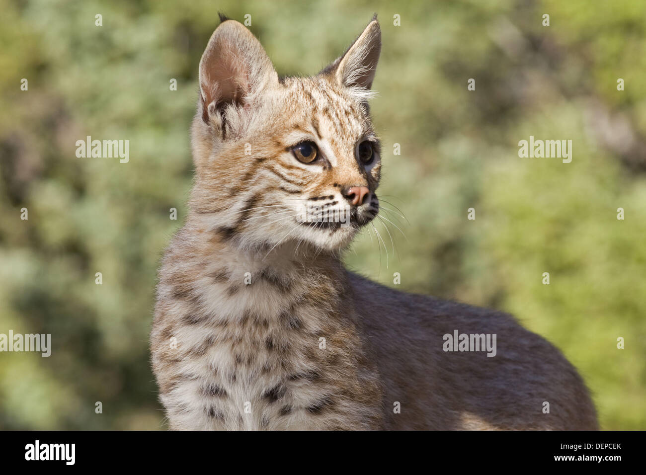 Bobcat sitting hi-res stock photography and images - Alamy