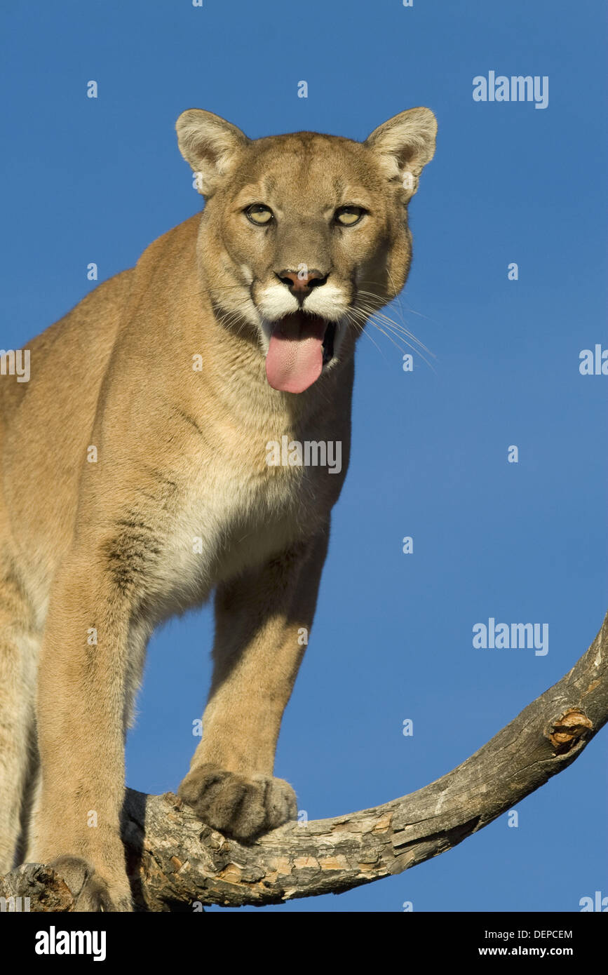 Pouncing lion hi-res stock photography and images - Alamy