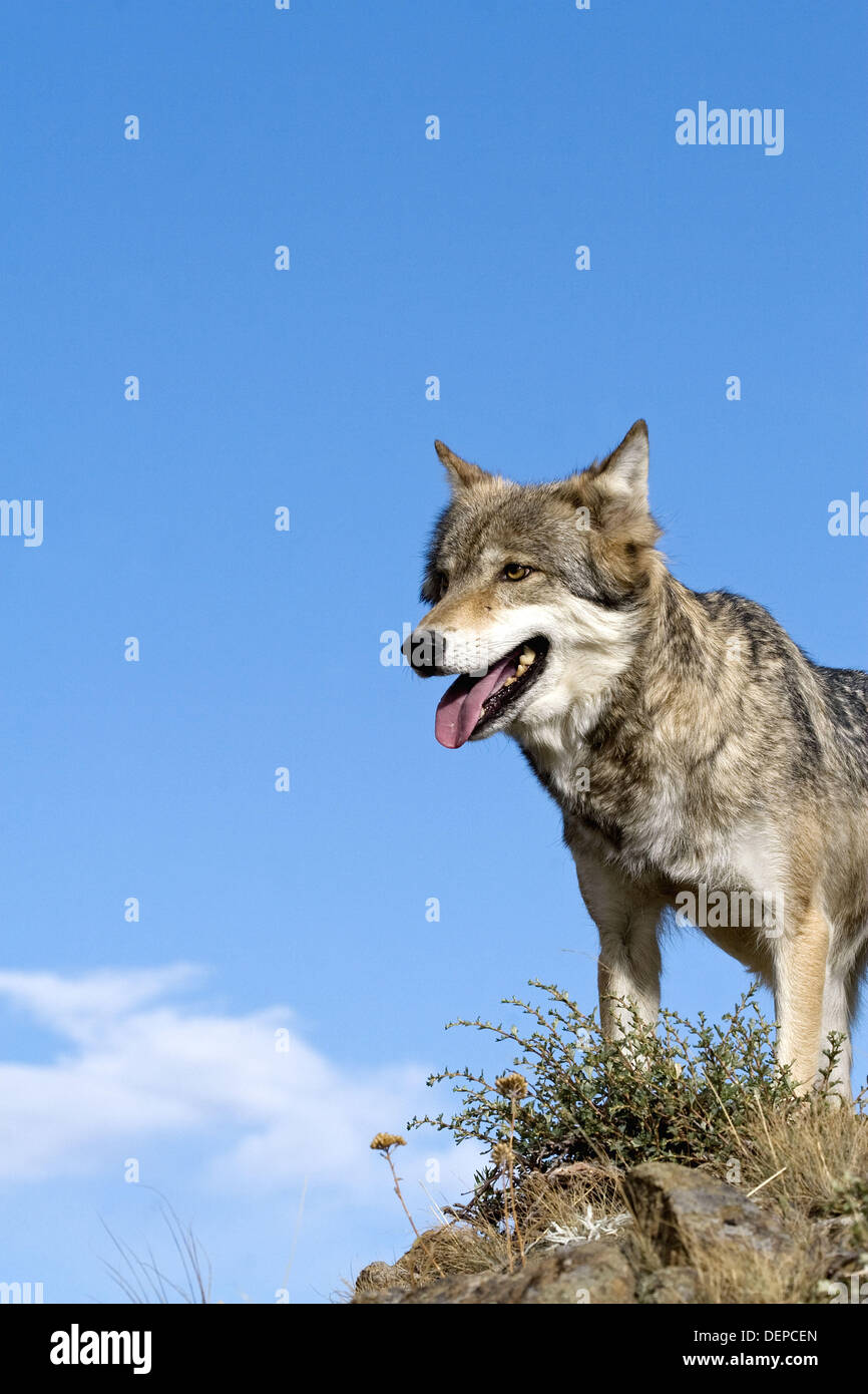 Get better rock on rocky hi-res stock photography and images - Alamy