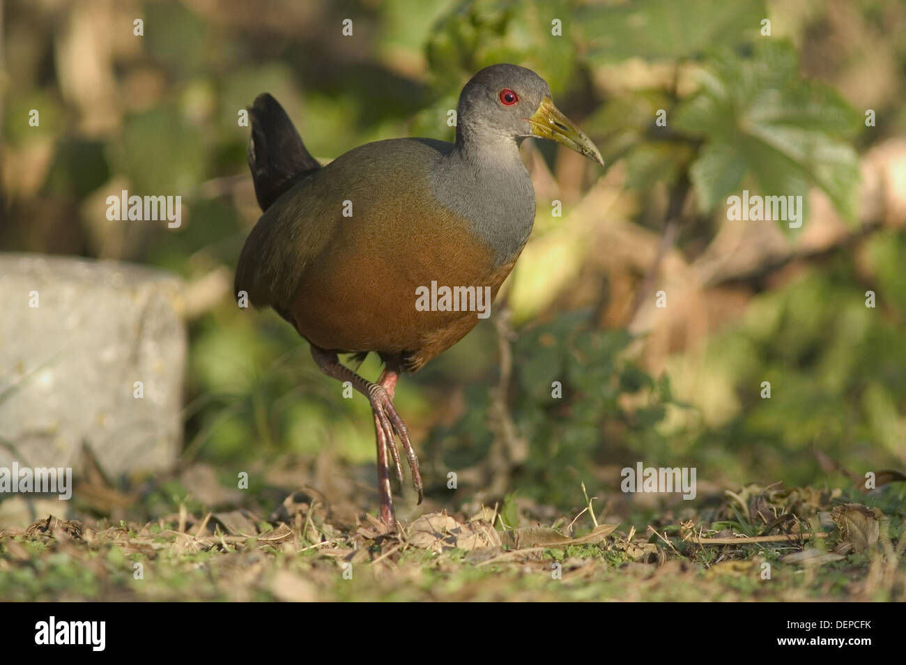Gray-necked Wood-Rail (Aramides cajanea Stock Photo - Alamy