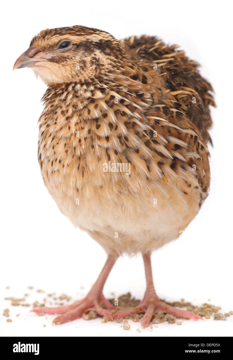 quail on a white background Stock Photo - Alamy
