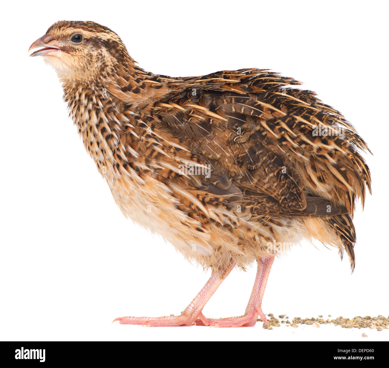 quail on a white background Stock Photo - Alamy