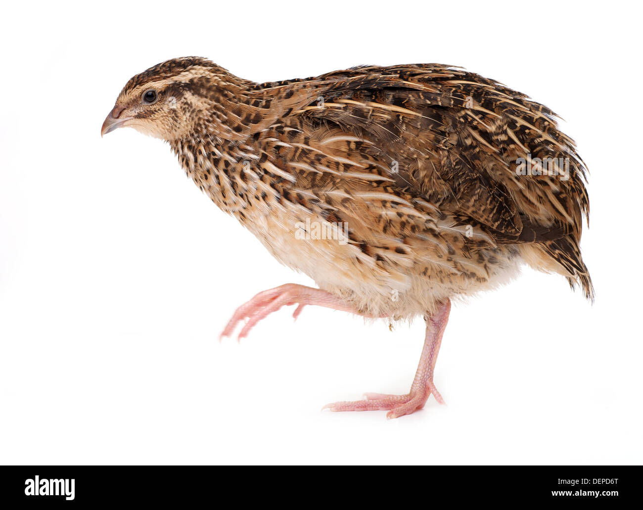 quail on a white background Stock Photo - Alamy