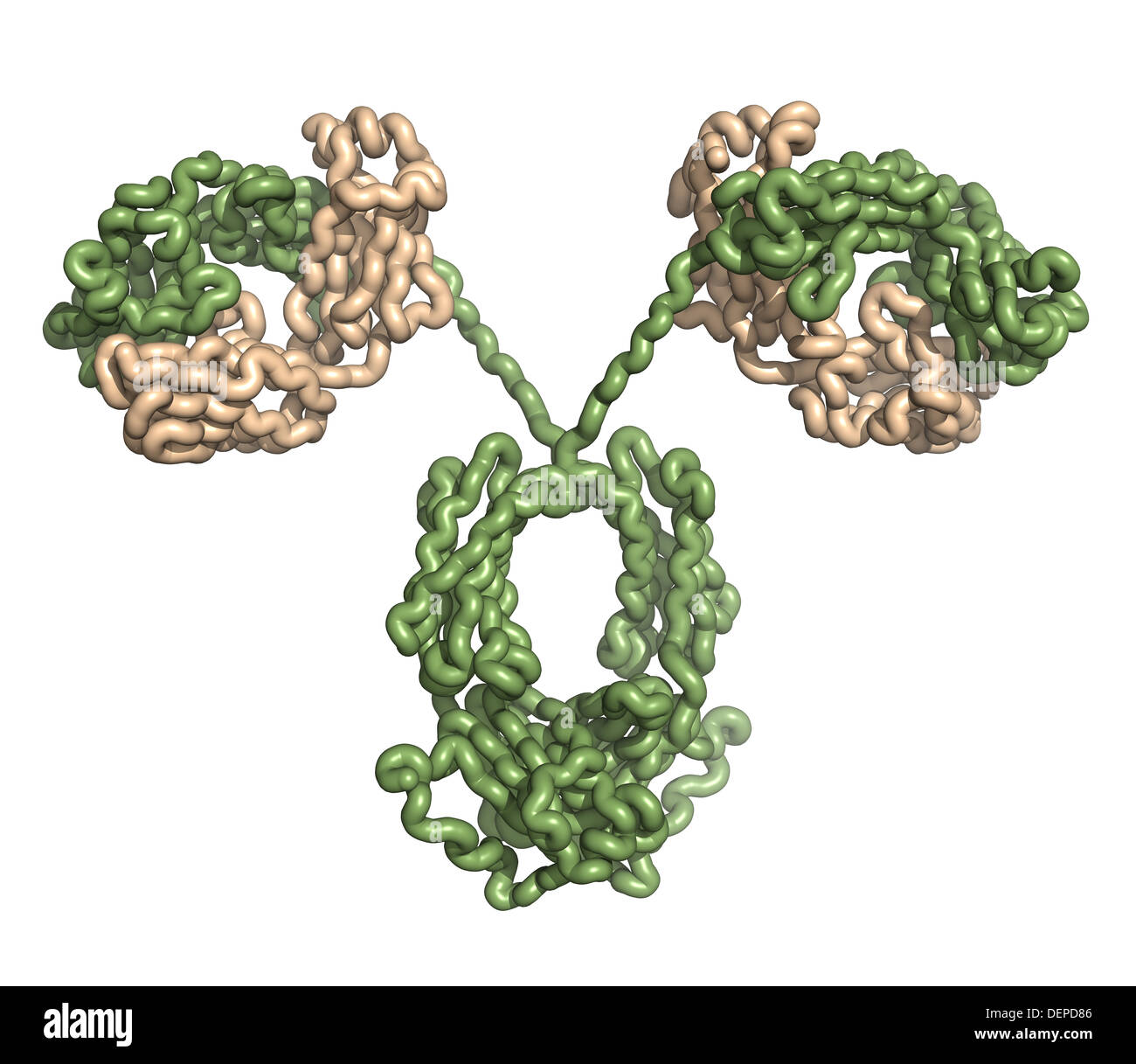 Dimeric iga antibody hi-res stock photography and images - Alamy