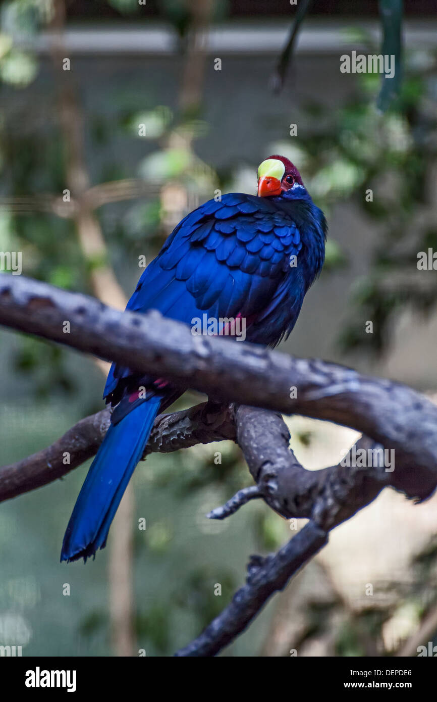 Exotic oasis hi-res stock photography and images - Alamy