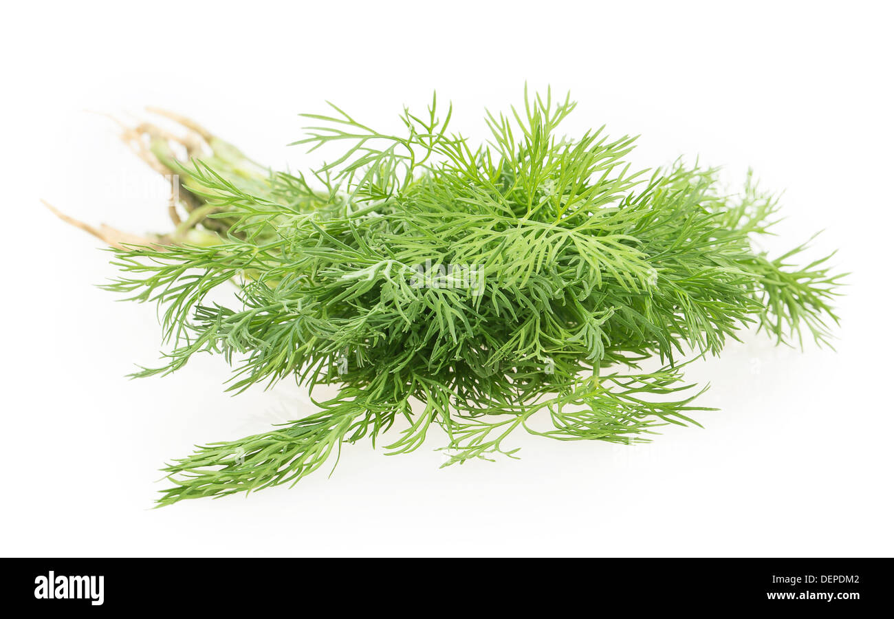 fresh dill on white background Stock Photo - Alamy
