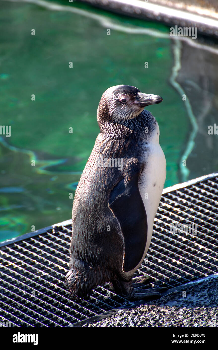Animal oasis hi-res stock photography and images - Alamy