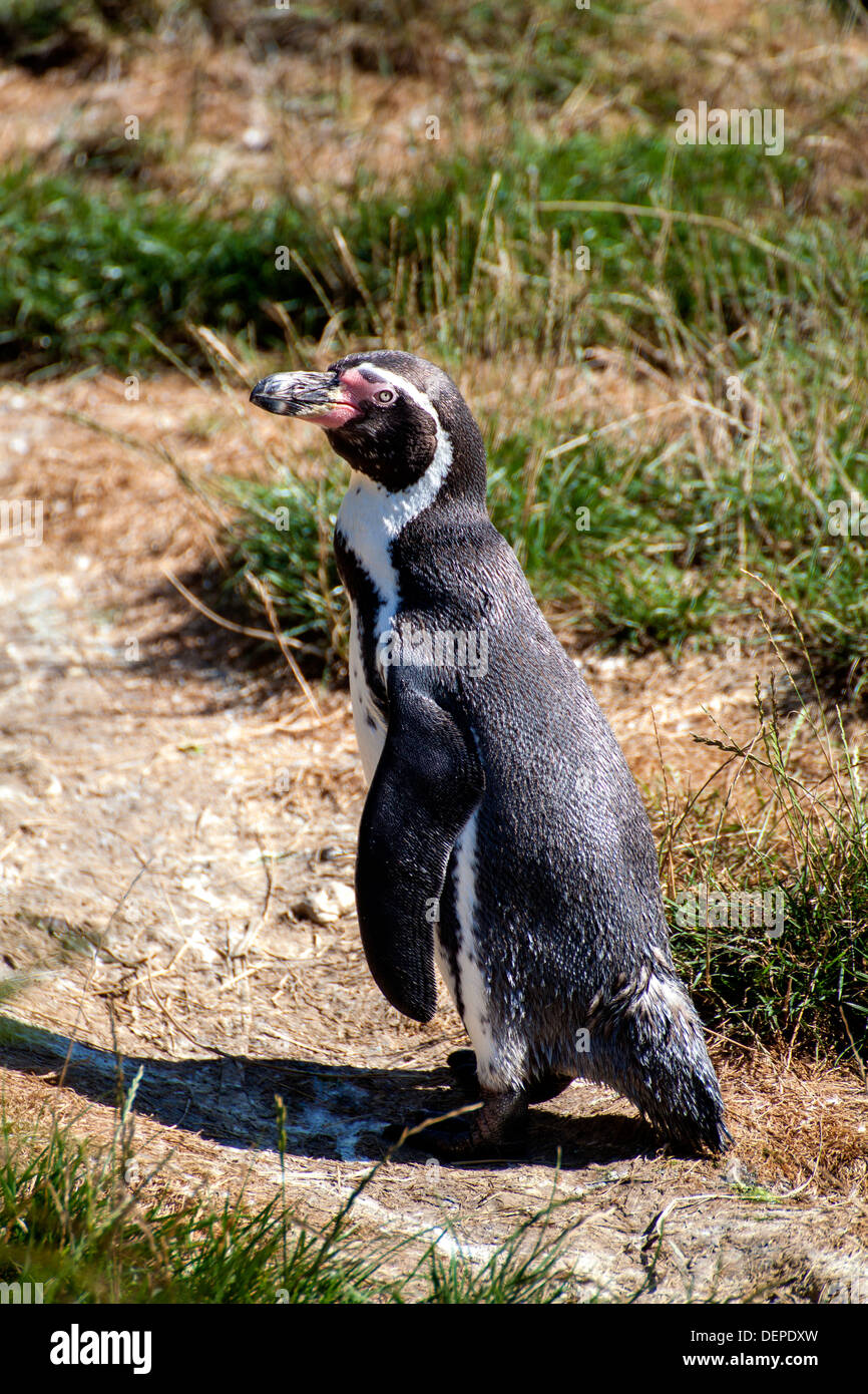 Animal oasis hi-res stock photography and images - Alamy
