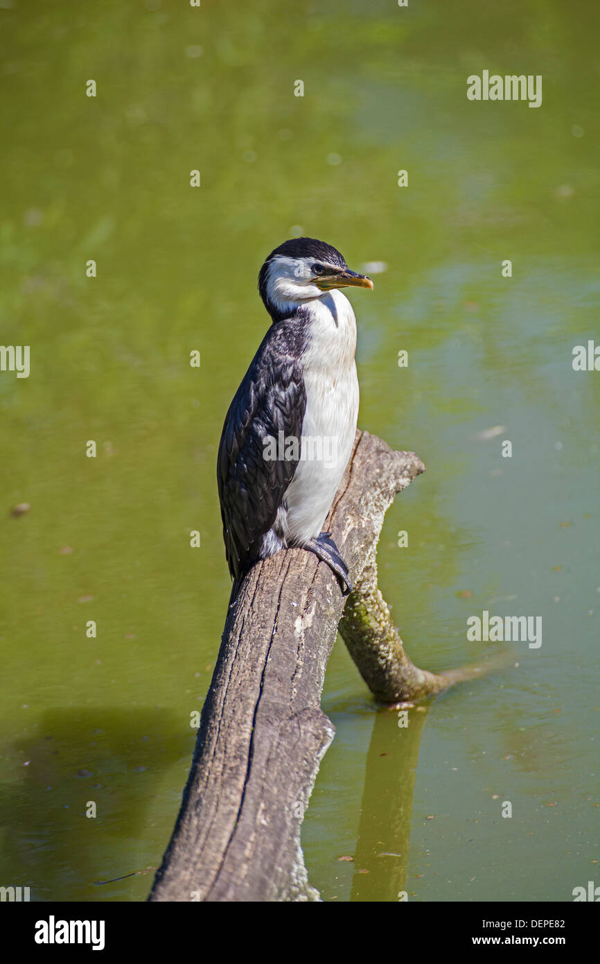 Exotic oasis hi-res stock photography and images - Alamy