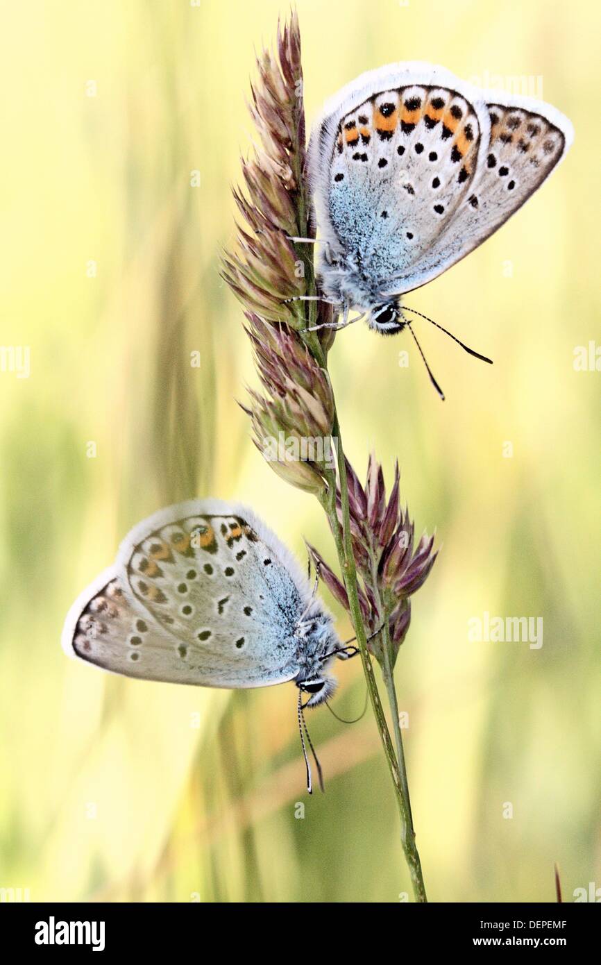 Two blue butterflies hi-res stock photography and images - Alamy