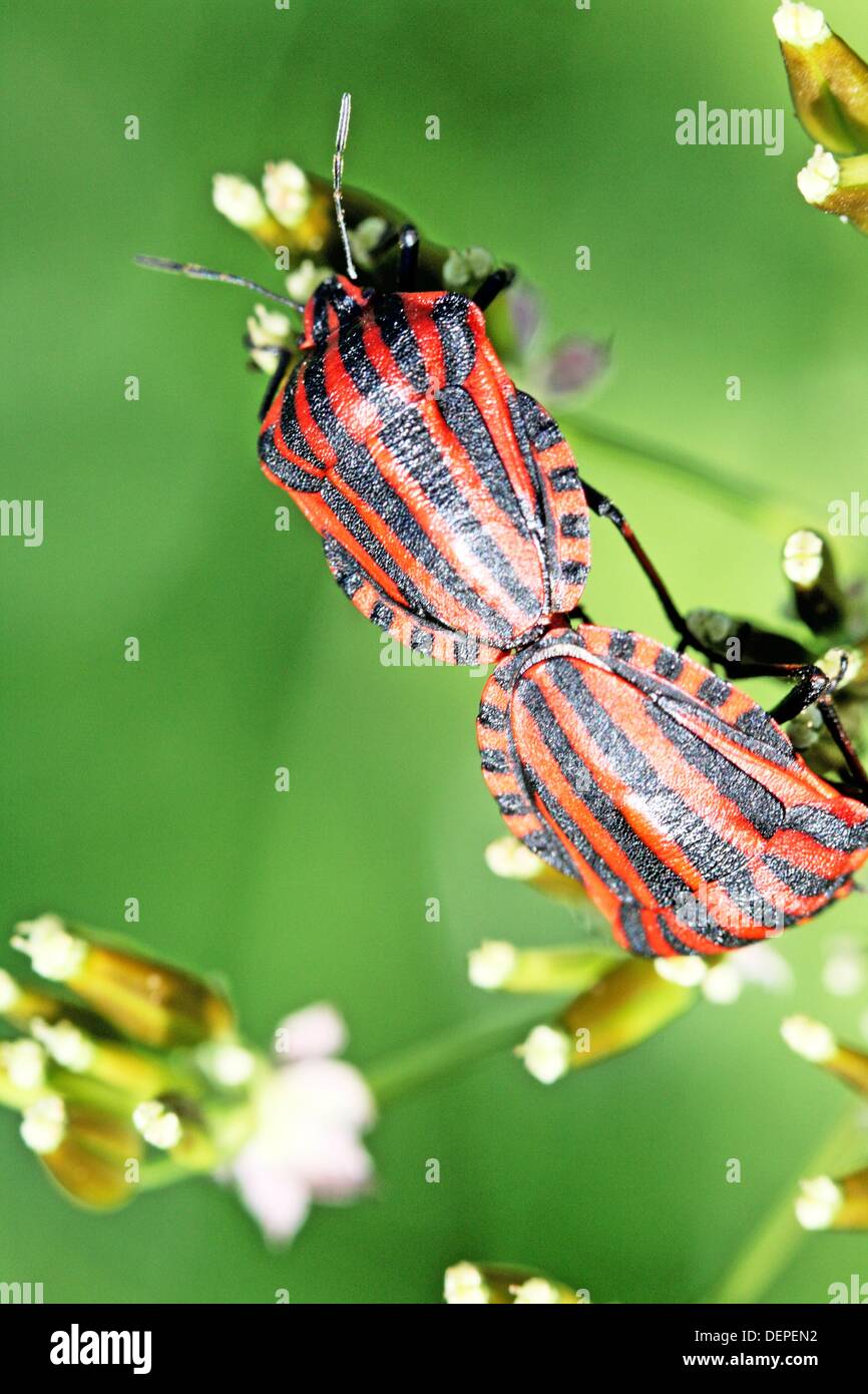 Red black striped shield bug hi-res stock photography and images - Alamy