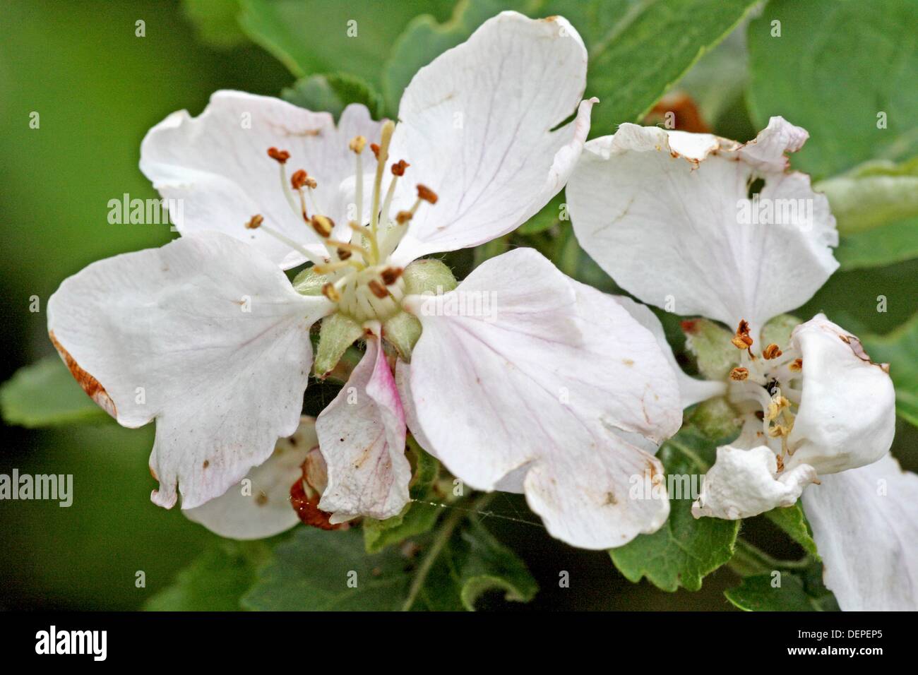 Curled Flower Branch High Resolution Stock Photography and Images - Alamy