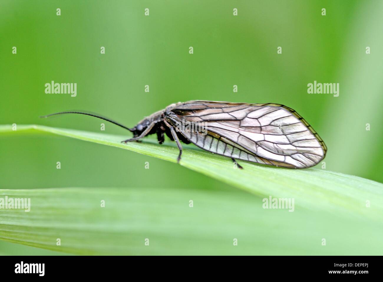 Sialis Lutaria Stock Photos & Sialis Lutaria Stock Images - Alamy