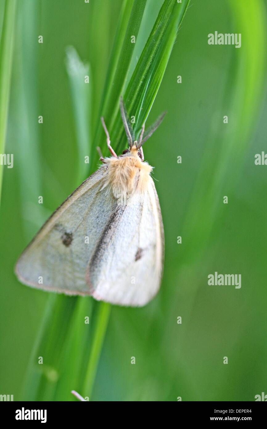 Clouded buff moth hi-res stock photography and images - Alamy