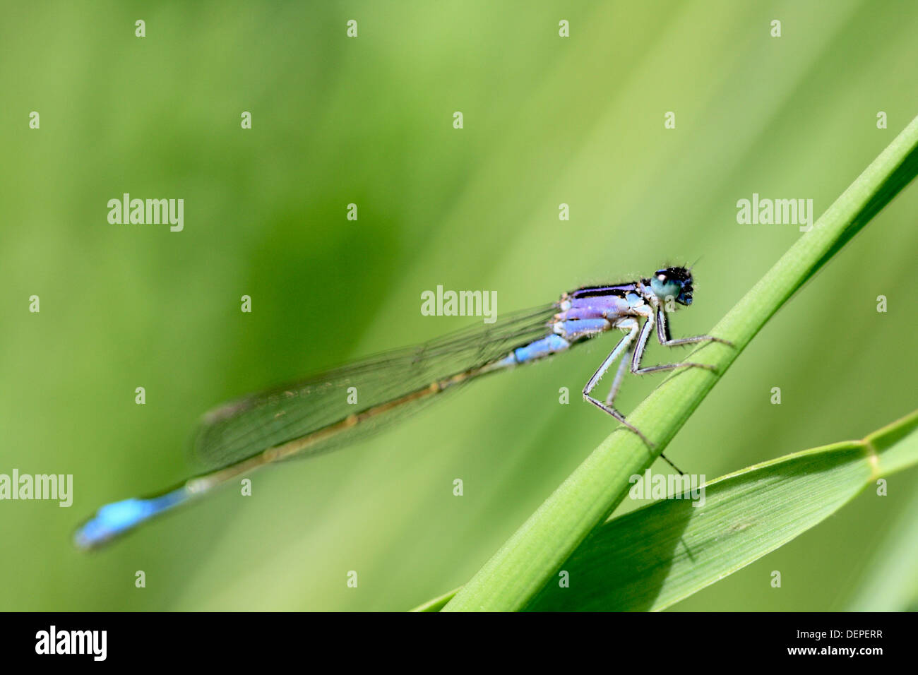 Purple Damselfly