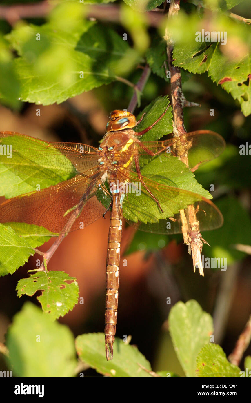 Brown Hawker Dragonfly Stock Photo - Alamy
