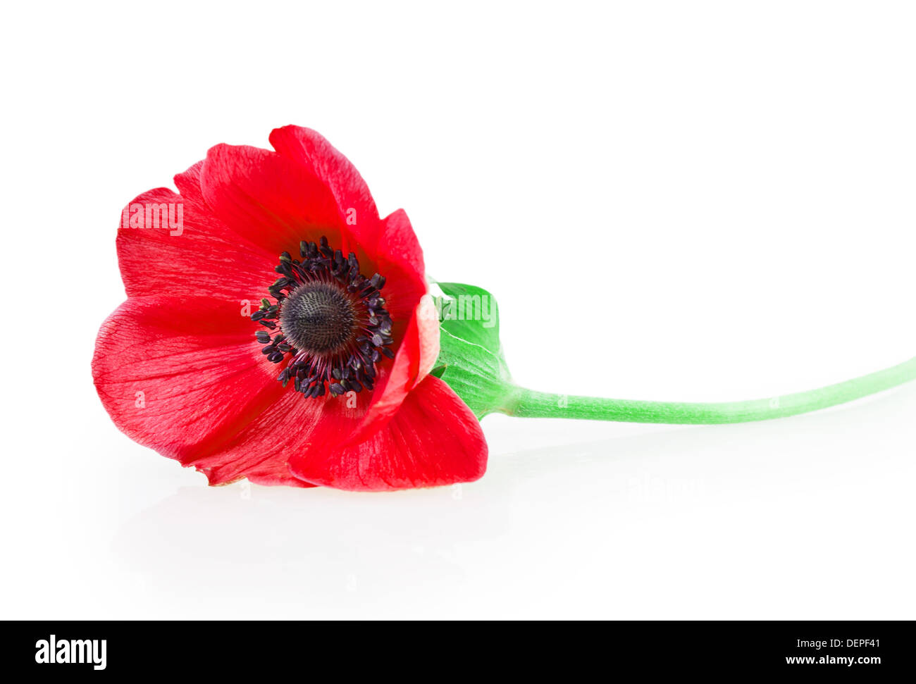 One red poppy on Cut Out Stock Images & Pictures - Alamy