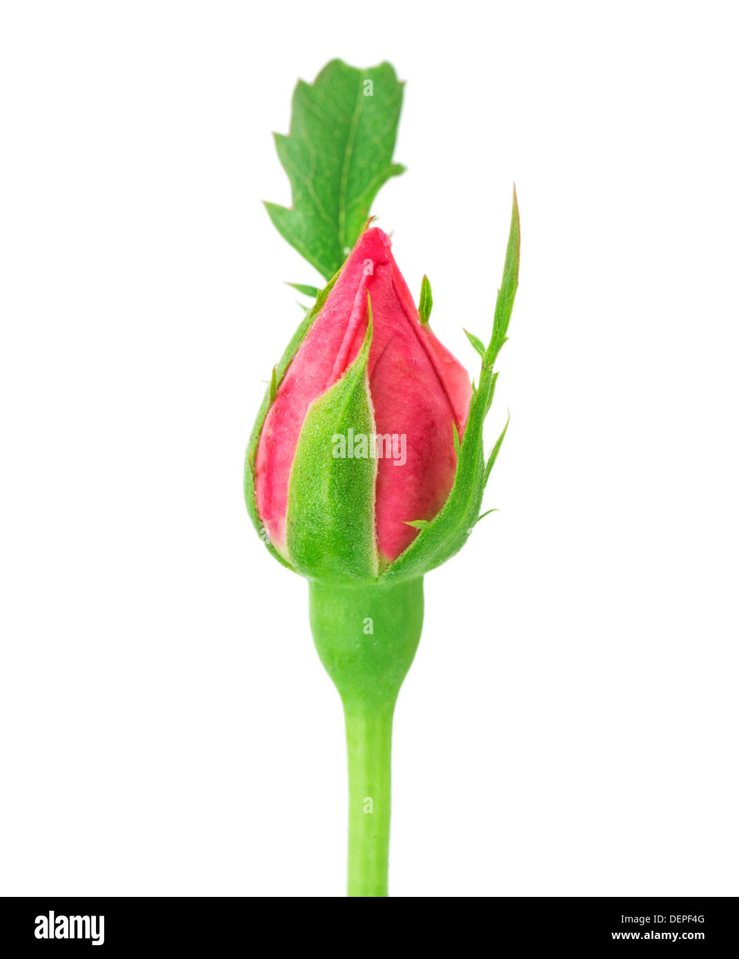 rosebud rose isolated on white background Stock Photo - Alamy