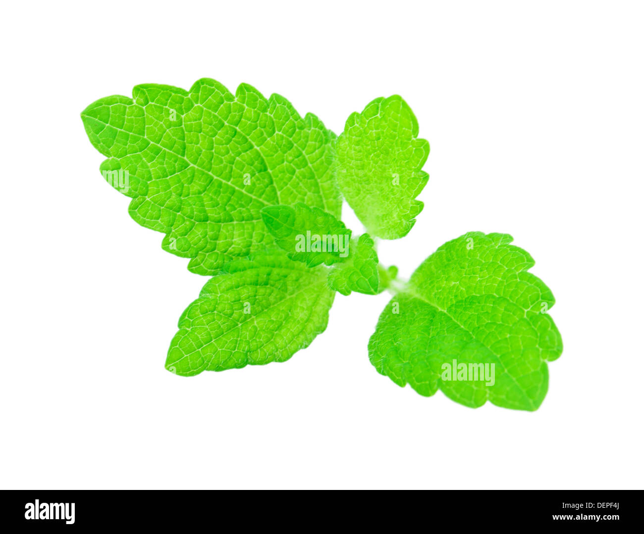 mint, lemon balm isolated on white background Stock Photo - Alamy