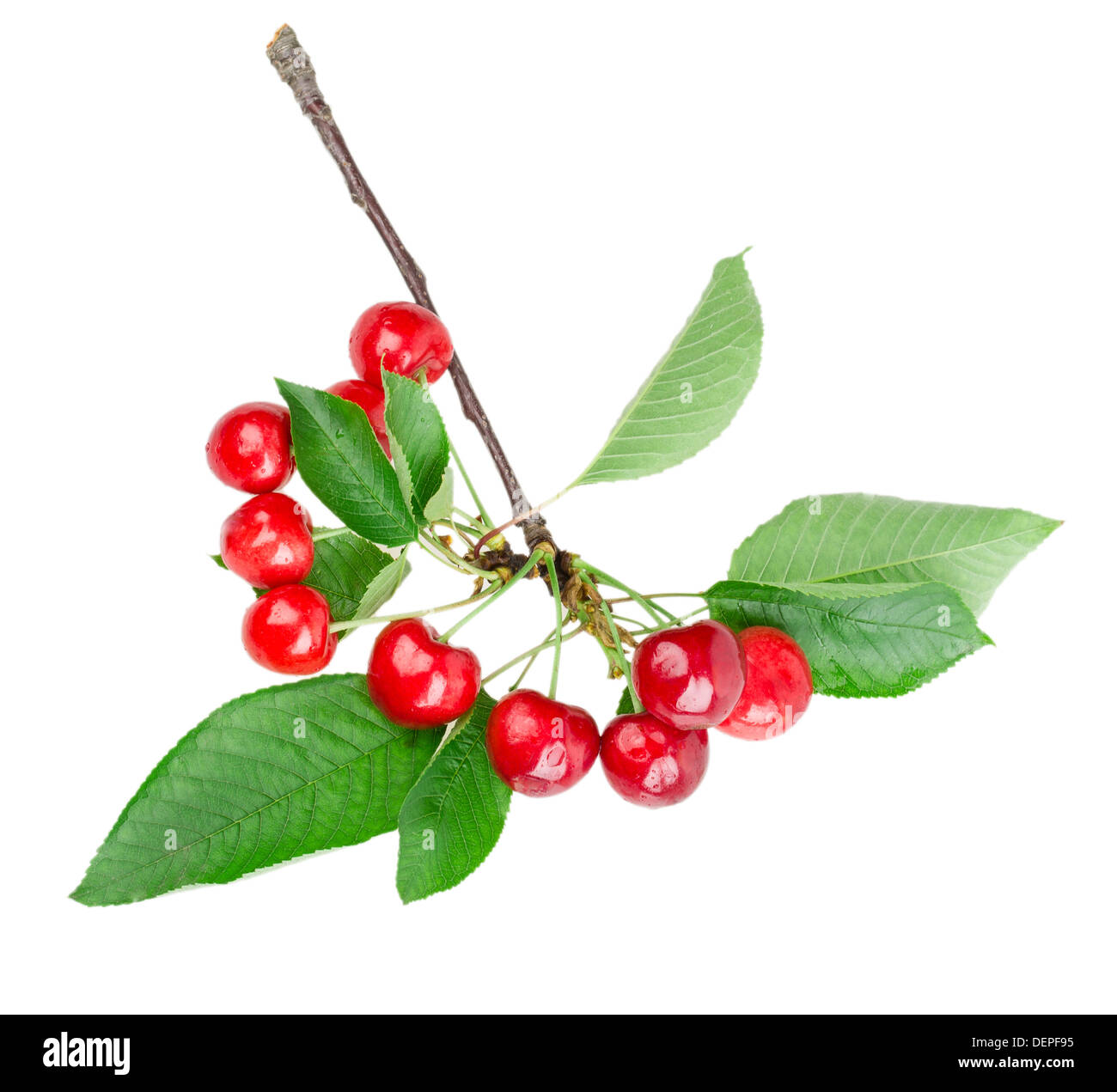 cherry isolated on white background Stock Photo - Alamy