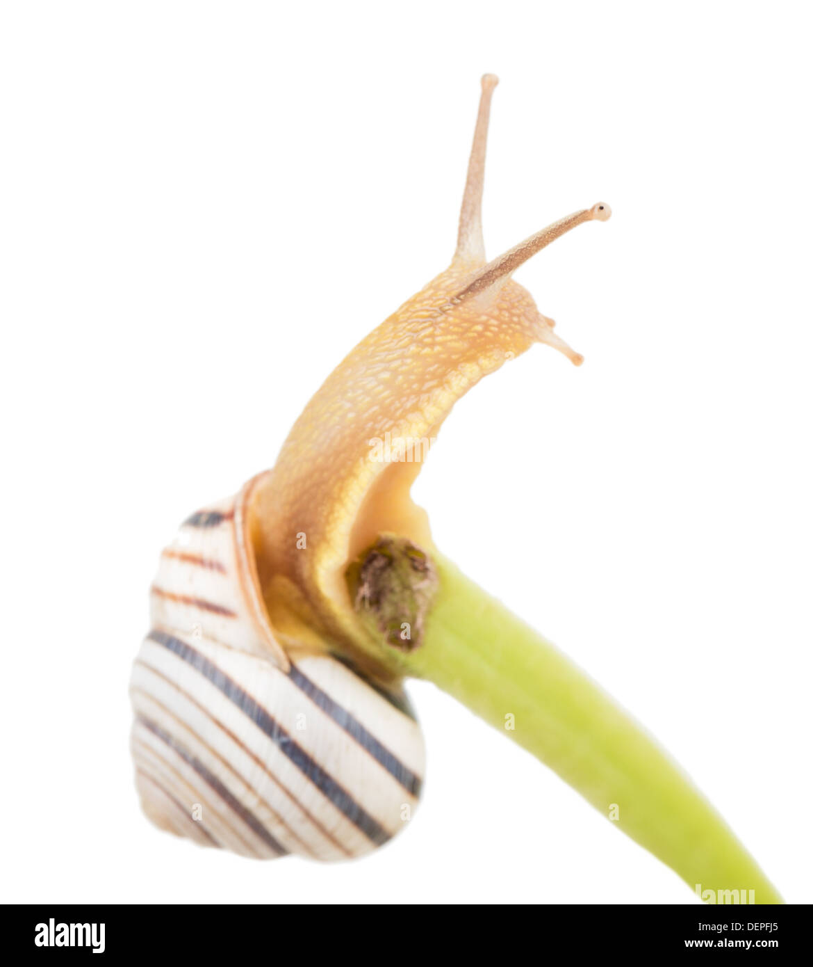 Striped snail on a green spine on white background Stock Photo - Alamy