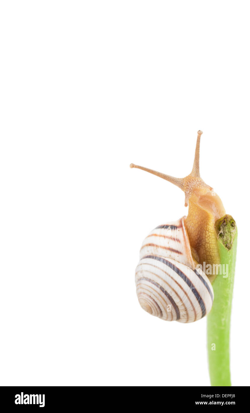 Slip of the spine hi-res stock photography and images - Alamy