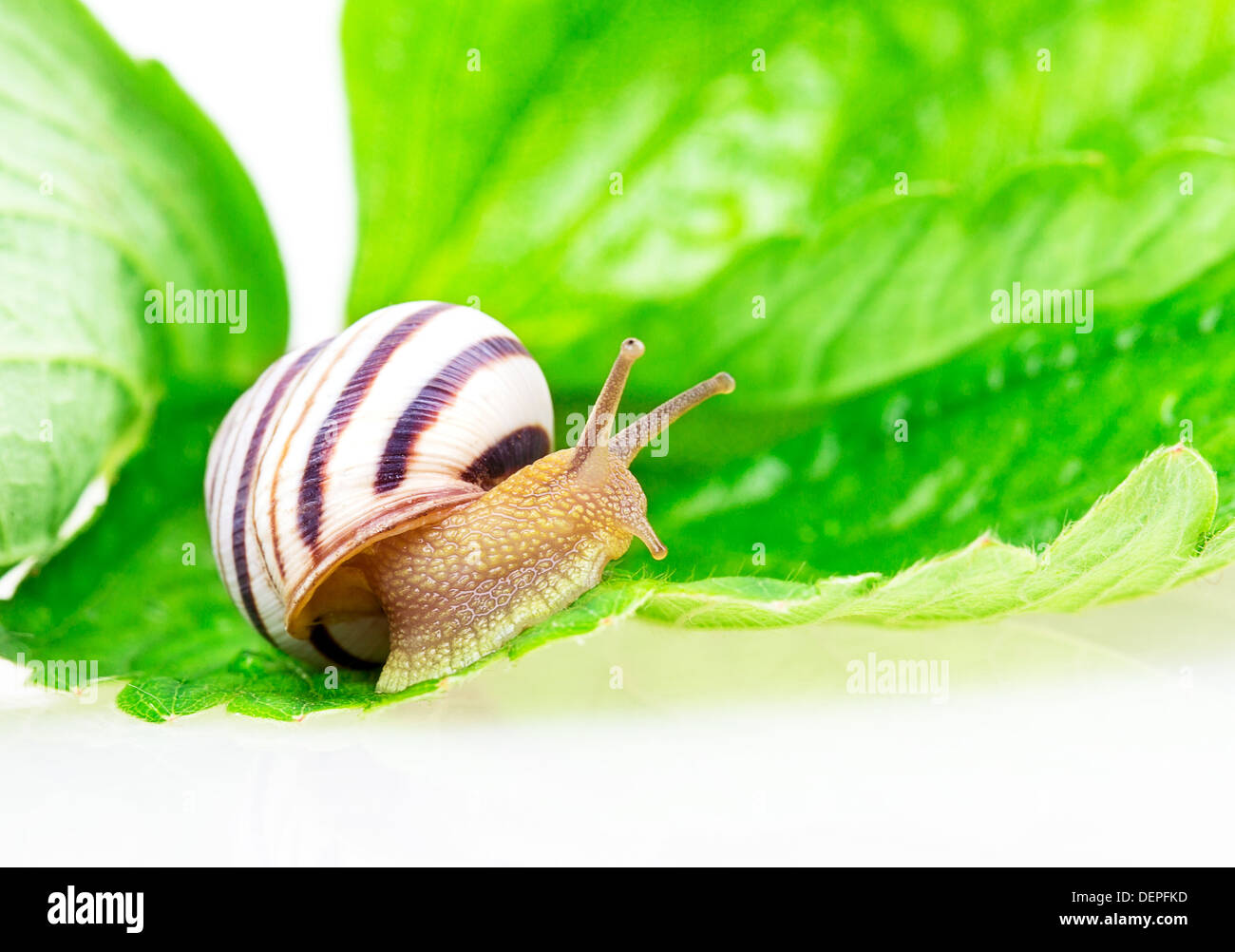 snail on a piece of strawberry isolated on white background Stock Photo ...