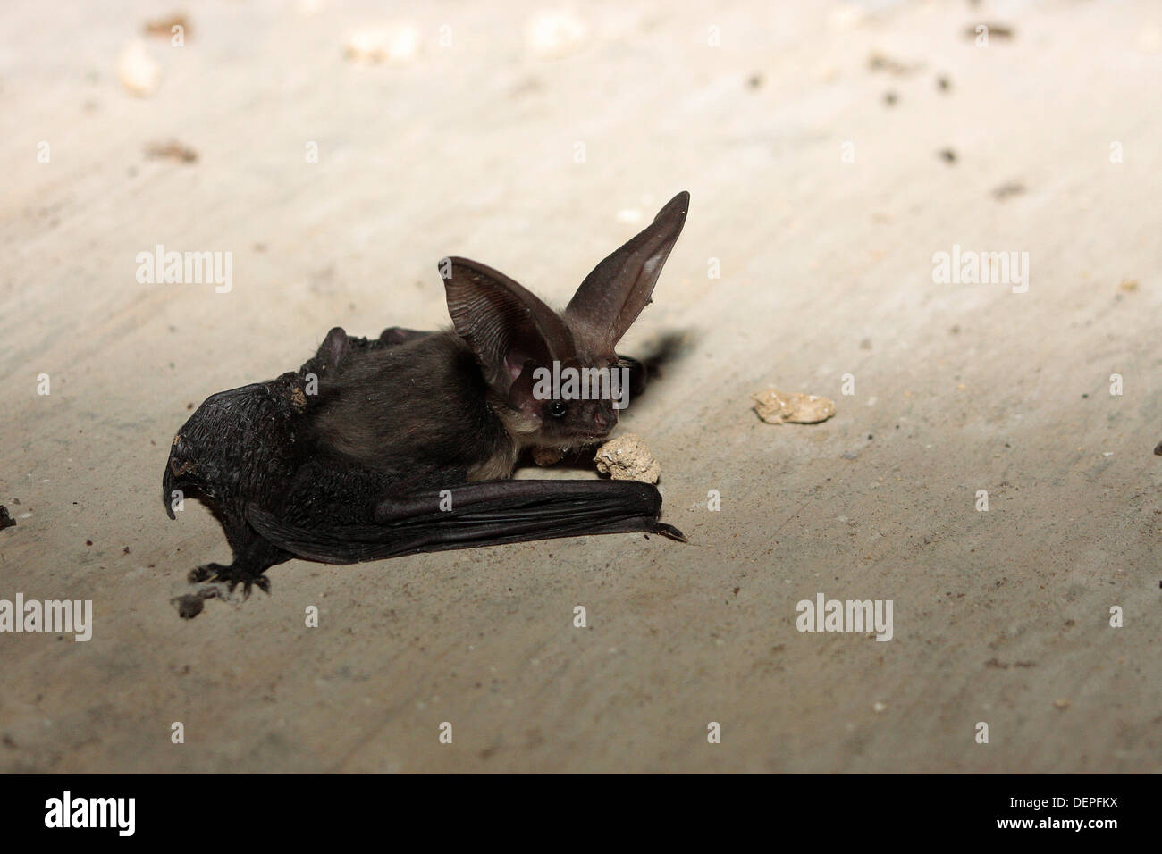 Bat droppings hi-res stock photography and images - Alamy