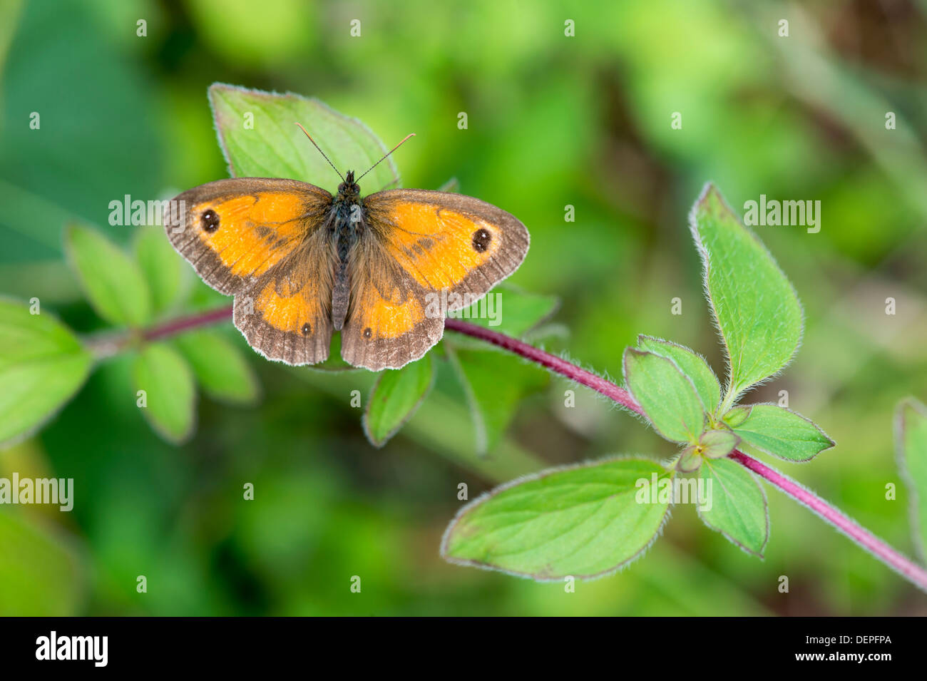Gatekeeper butterfly (Pyronia tithonus) - UK Stock Photo - Alamy
