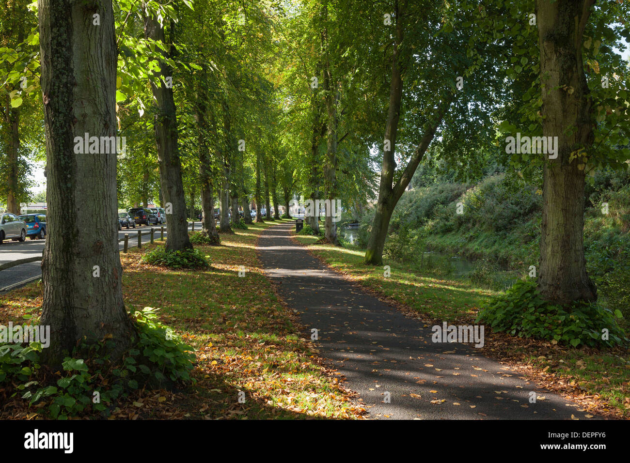 Tree lined avenue hi-res stock photography and images - Alamy