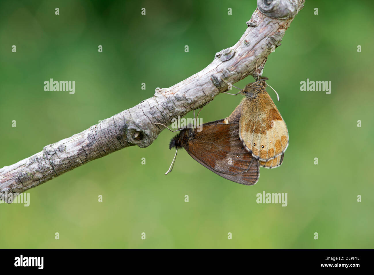 Scotch argus butterfly uk hi-res stock photography and images - Alamy