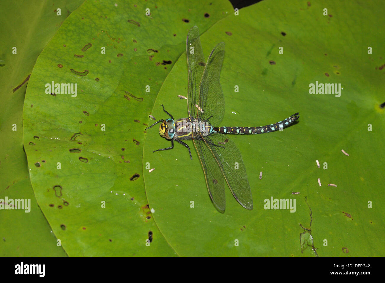 Common Hawker Dragonfly Stock Photo - Alamy