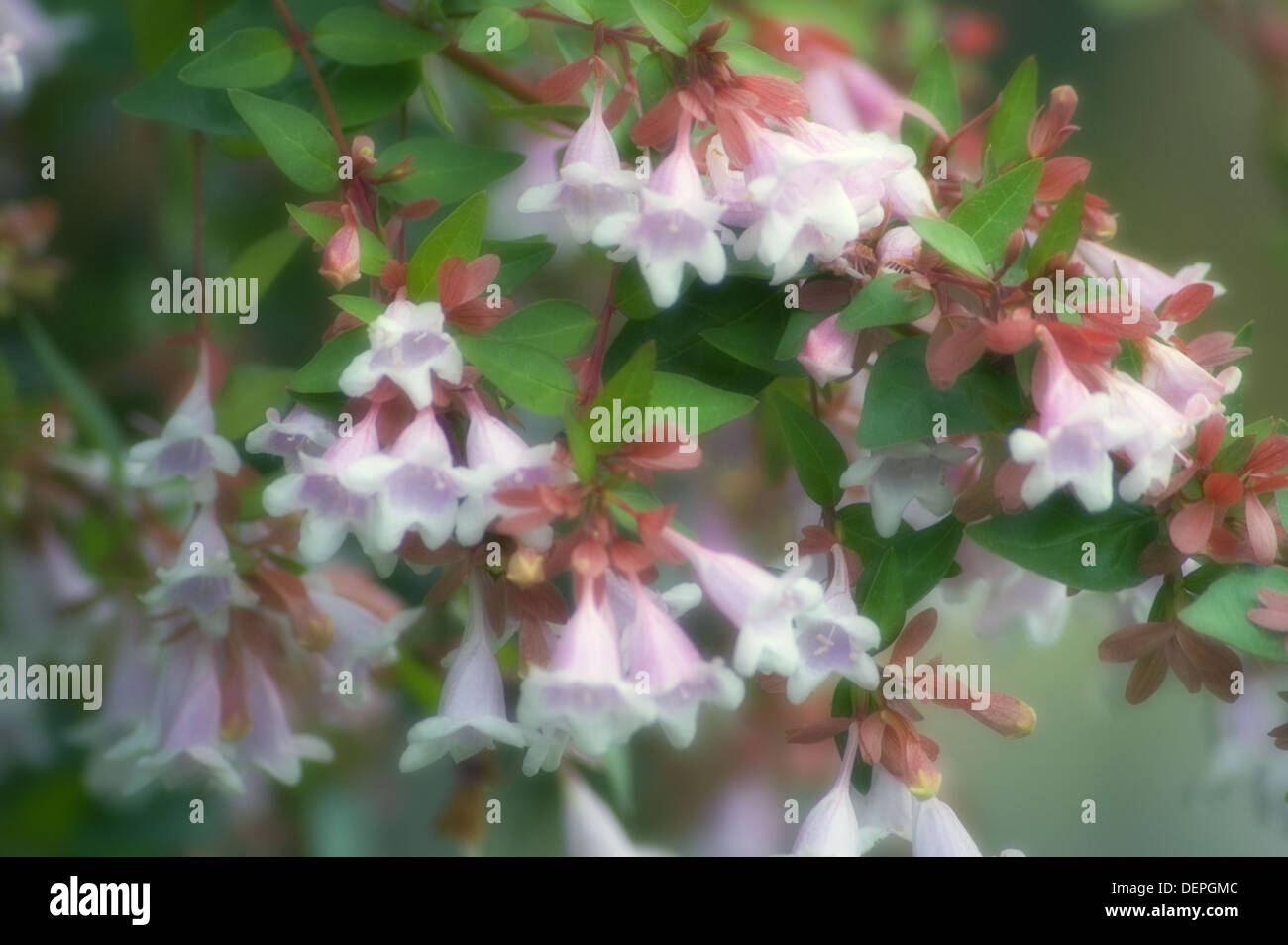 Glossy Abelia Abelia X Grandiflora High Resolution Stock Photography ...
