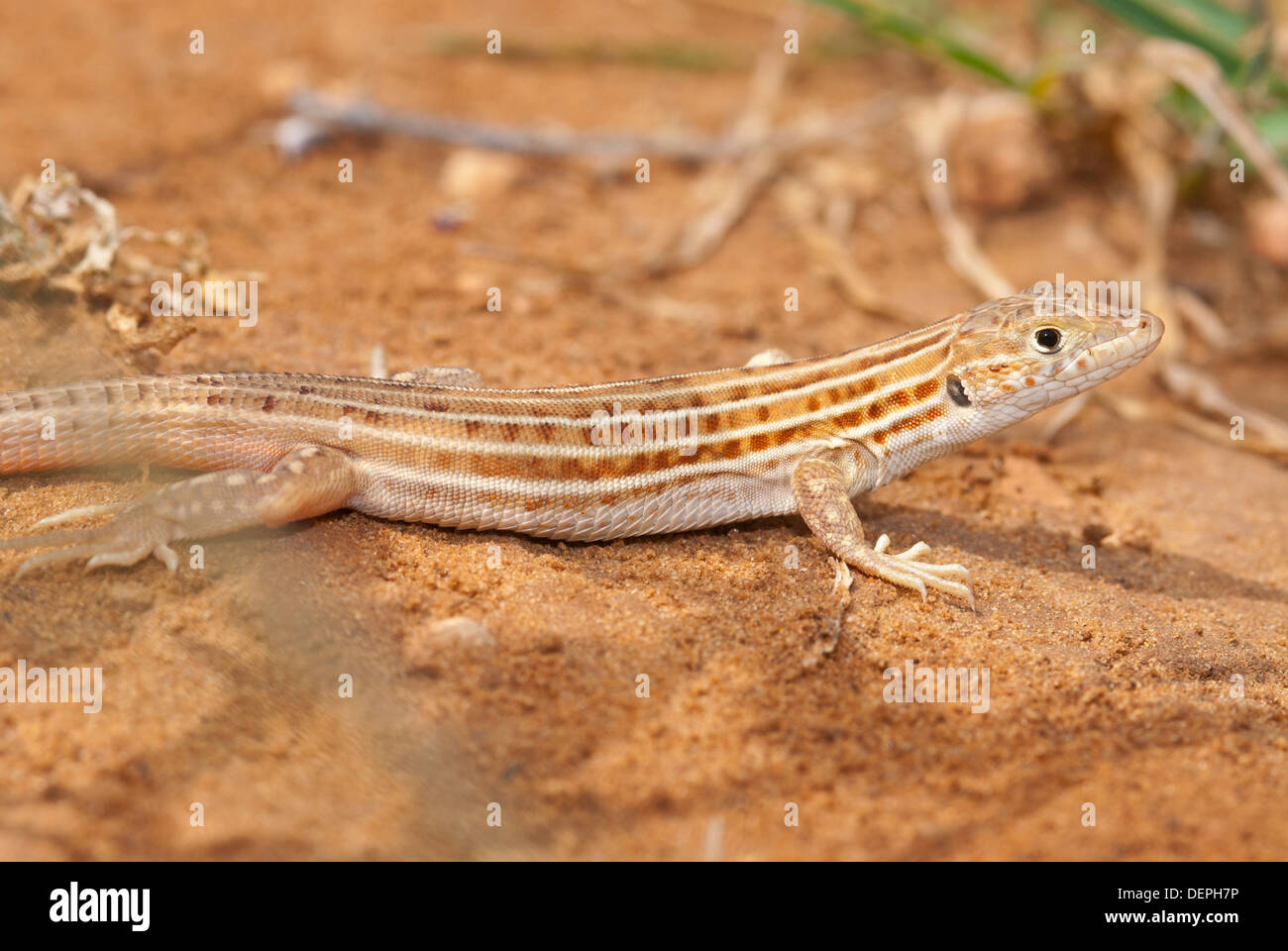 Bosk’s fringe-toed lizard, Acanthodactylus boskianus Stock Photo - Alamy