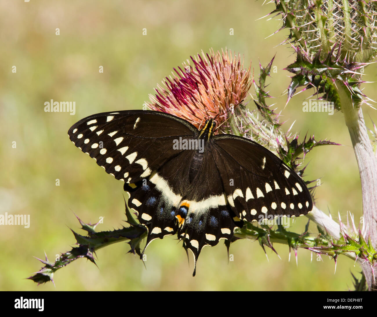 Palamedes swallowtail hi-res stock photography and images - Alamy