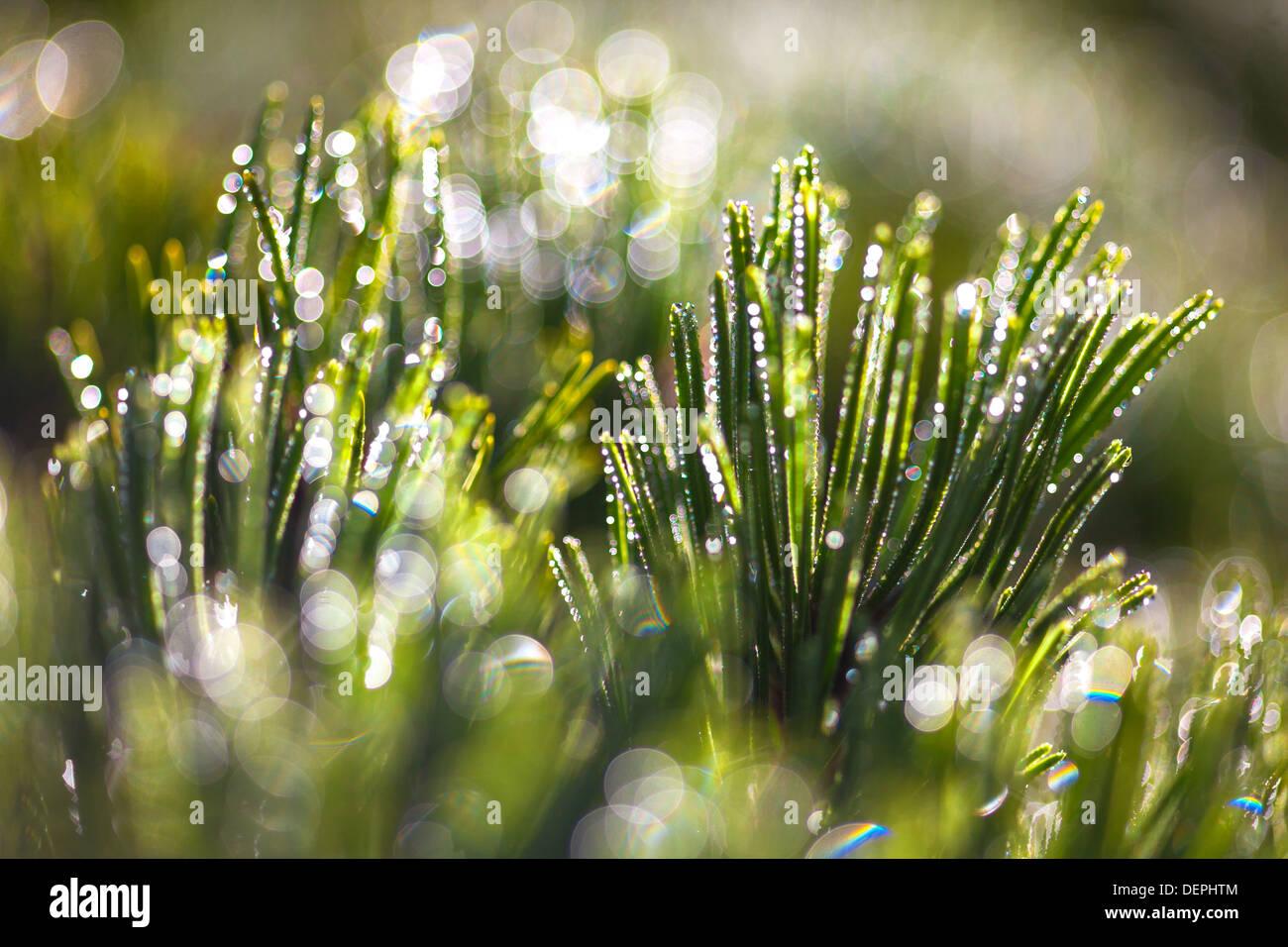 Early morning rainbow with tree hi-res stock photography and images - Alamy