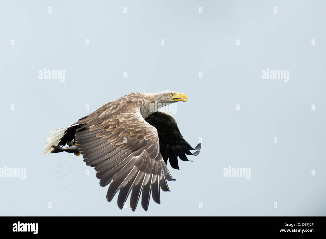 White tailed sea eagle hi-res stock photography and images - Alamy