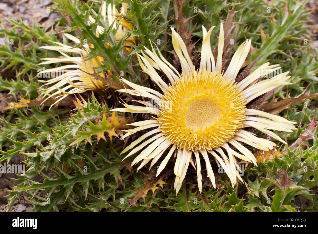 Carlina acanthifolia hi-res stock photography and images - Alamy