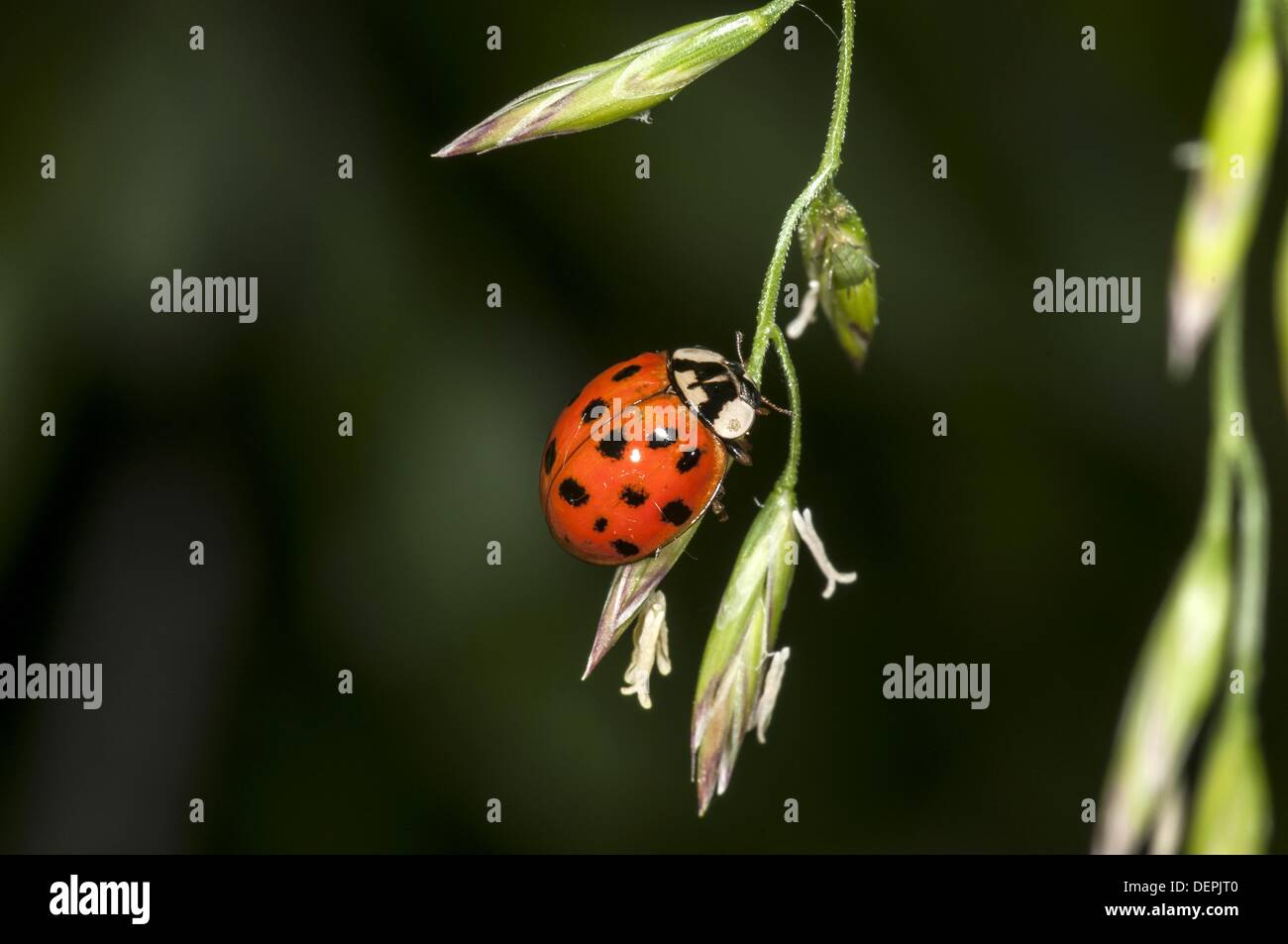 Multicoloured Asian Lady Beetle High Resolution Stock Photography and ...